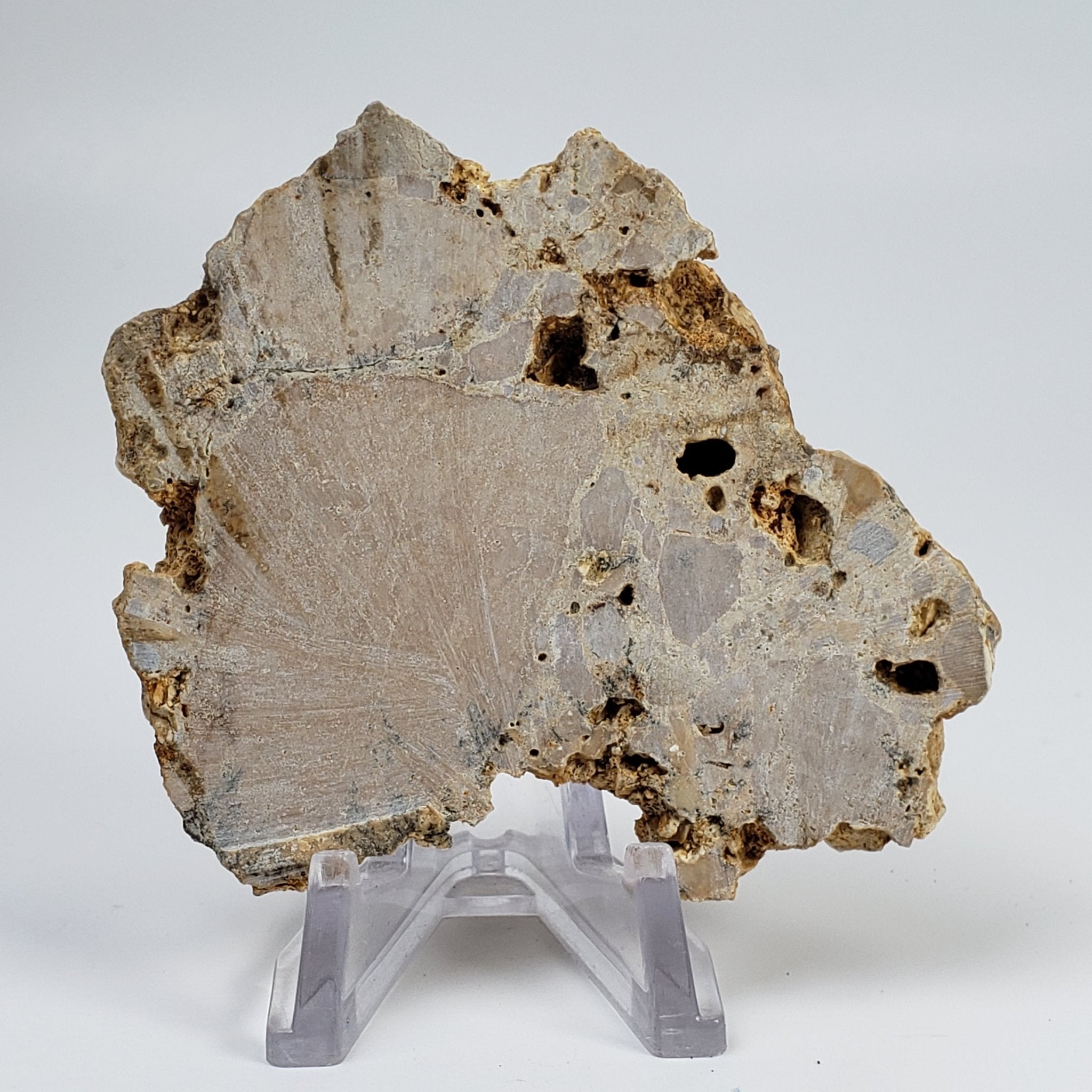 Impactite Fallback Breccia Steinheim Basin 77.2 gram Slice Ries, Germany