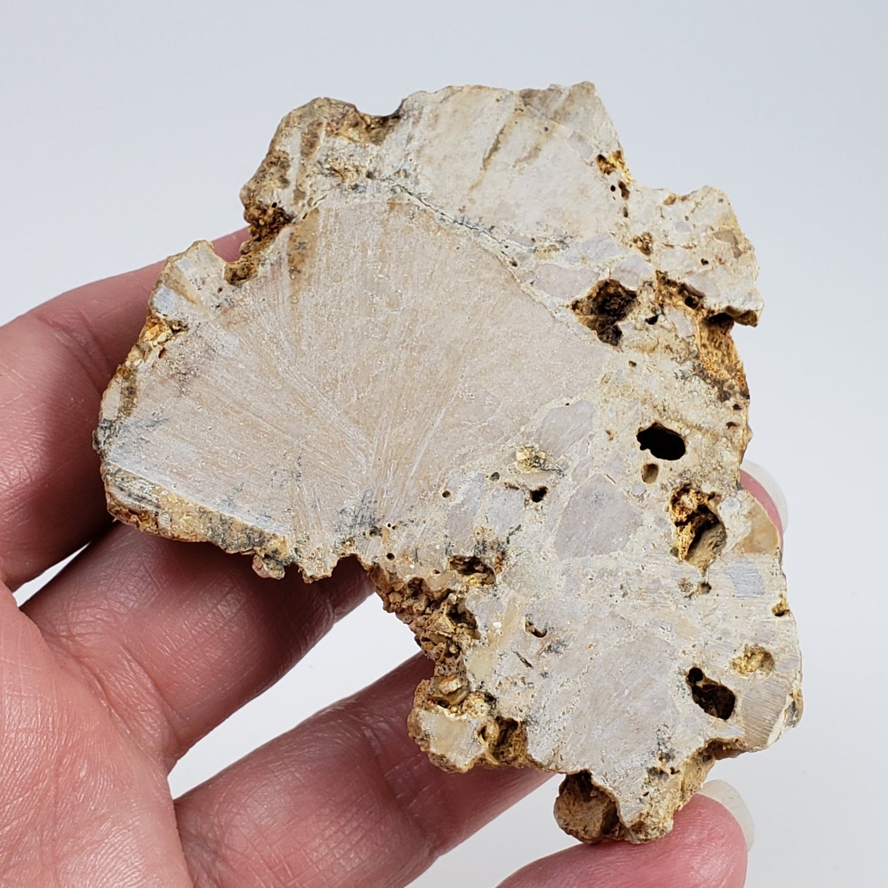 Impactite Fallback Breccia Steinheim Basin 77.2 gram Slice Ries, Germany