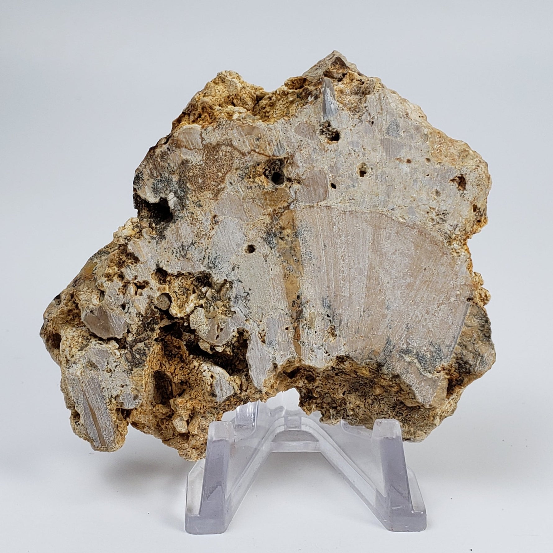 Impactite Fallback Breccia Steinheim Basin 77.2 gram Slice Ries, Germany