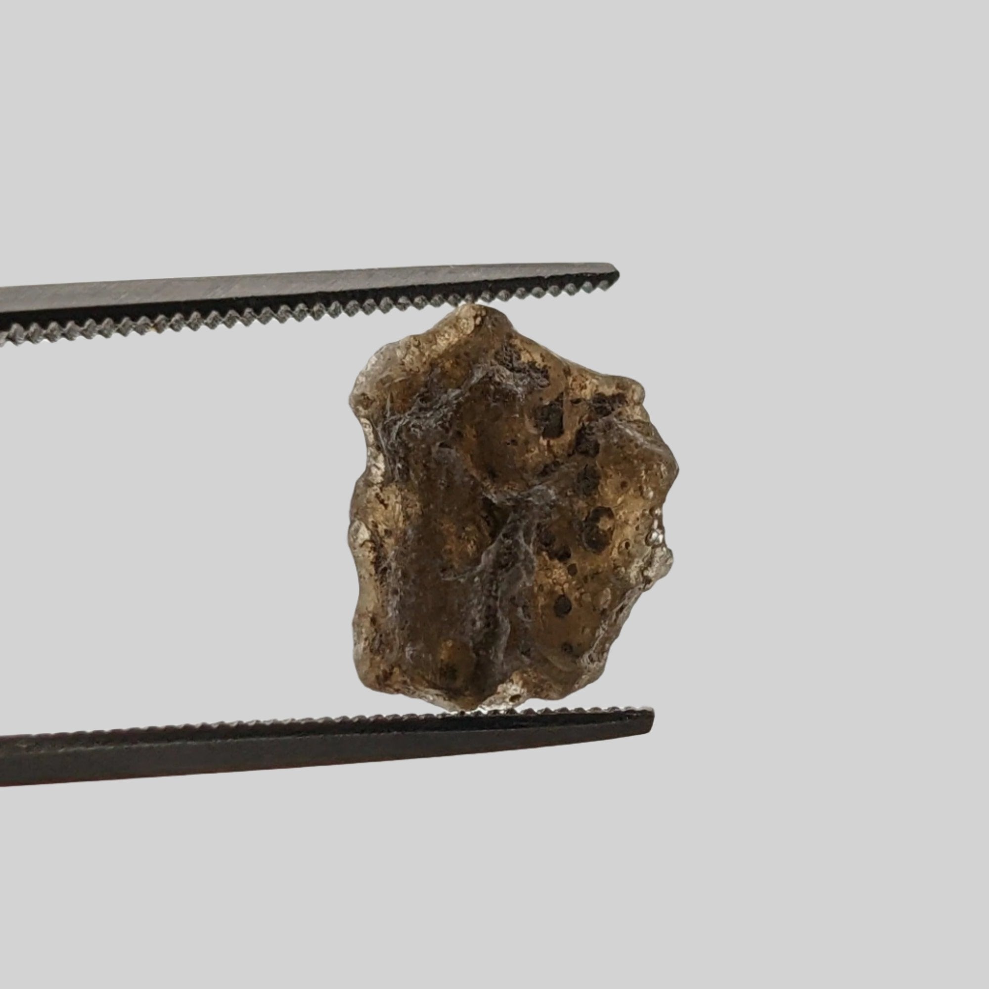 Authentic Darwin Glass Tektite | 0.5 Grams | Darwinite Impactite | Tas